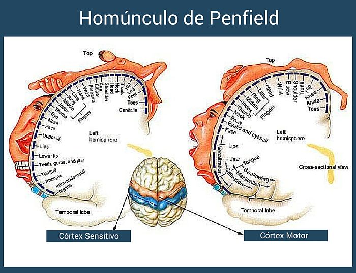 Claves para entender el dolor (parte 2) - Osteopatía Valérie Pohu